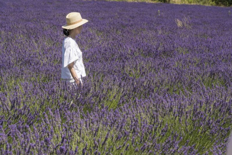 From Marseille: Lavender Full-Day Trip to Sault - An Authentic and Visual Journey Through Provence