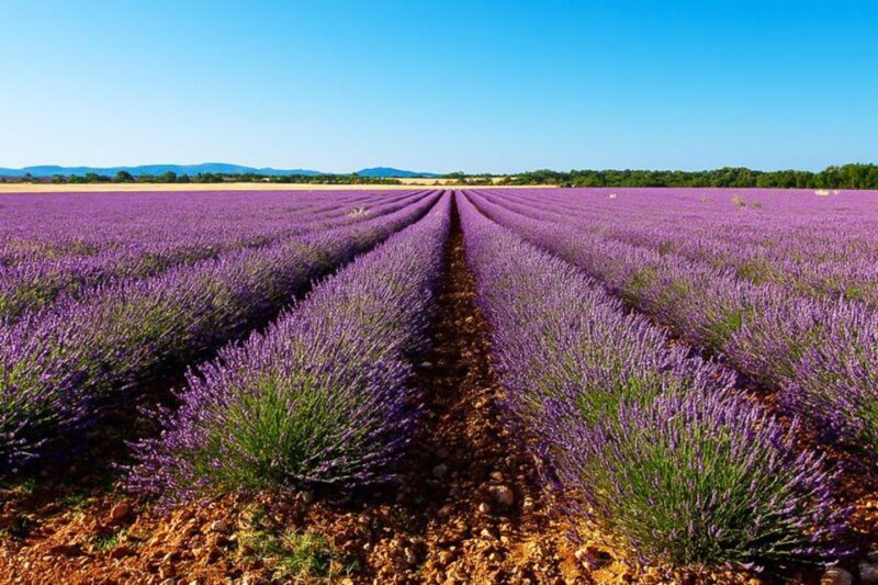 From Marseille: Valensole Lavender Full-Day tour - What’s Included and What to Consider