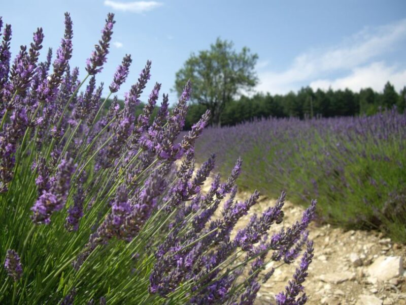 From Marseille: Valensole Lavenders Tour from Cruise Port - Overview of the Tour Experience