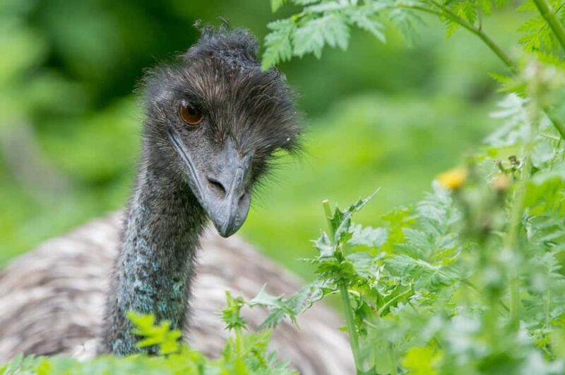 From Melbourne: 3-Day Great Ocean Road Grampians Tour - FAQ