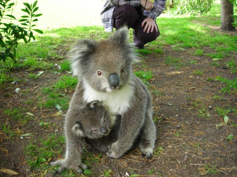 From Melbourne: 3-Day Great Ocean Road Tour with Lodging - Who Is This Tour Best For?