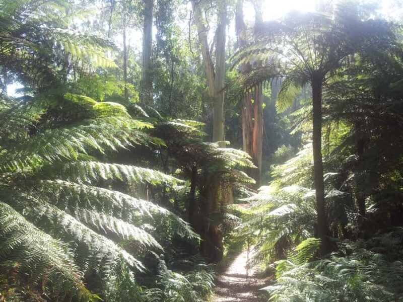 From Melbourne: Dandenong Ranges Private Day Tour - An Introduction to the Dandenong Ranges Private Tour
