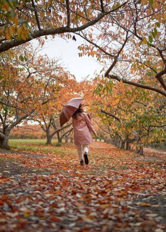 From Melbourne: Dandenong Ranges Private Day Tour - Final Thoughts