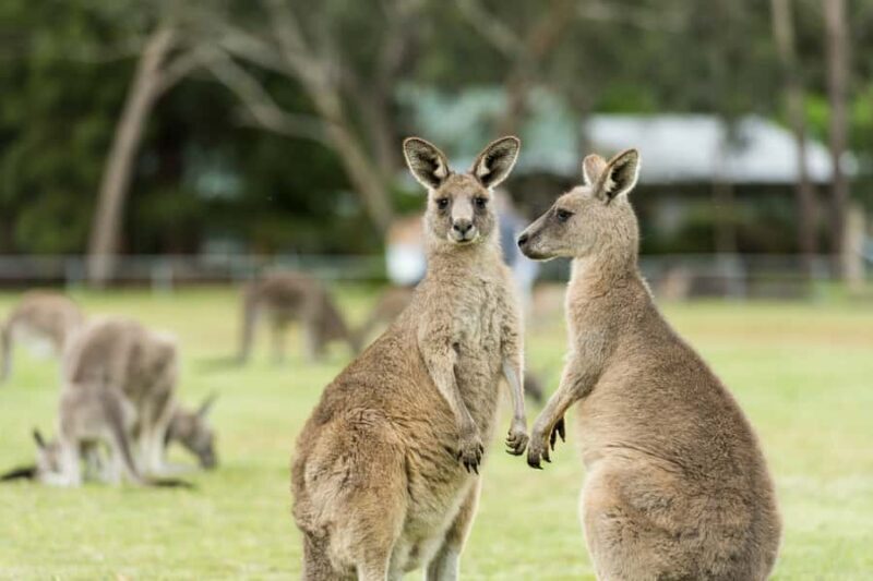From Melbourne Grampians National Park Kangaroos Guided Tour - A Full Breakdown of the Tour Experience
