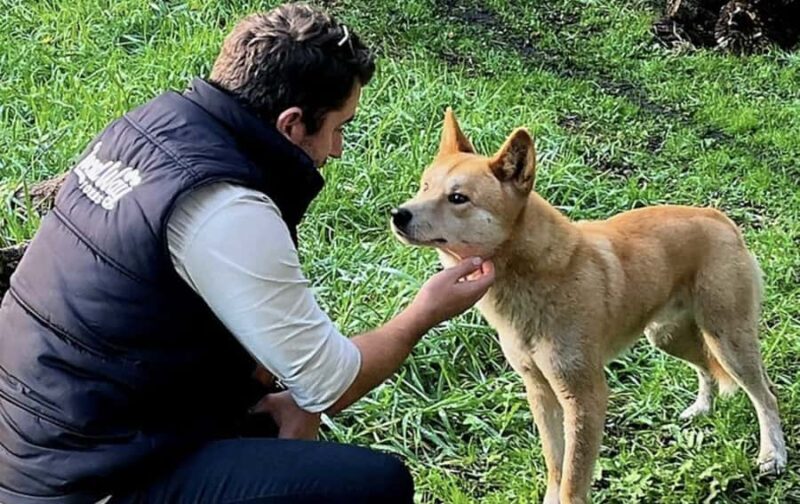 From Melbourne: Great Ocean Road, Dingos, Sparkling & Lunch - Exploring the Natural Wonders