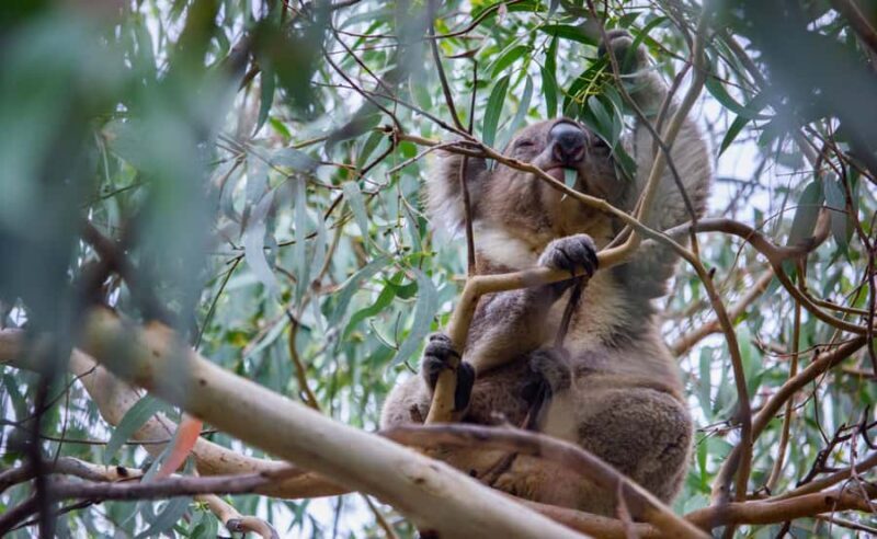 From Melbourne: Great Ocean Road Full-Day Guided Trip - The Value of This Tour