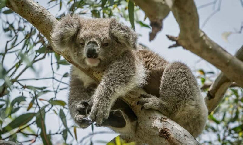 From Melbourne: Great Ocean Road Full-Day Sunset Tour - Who Should Consider This Tour?