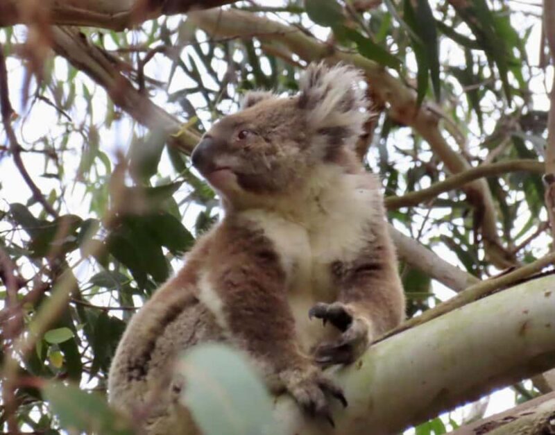From Melbourne: Great Ocean Road Premium Tour in Reverse - Authentic Experiences: What Travelers Say