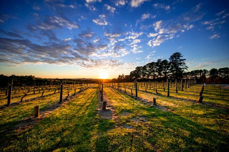 From Melbourne: Mornington Peninsula Food & Wine Taste Trail - Practical Tips and Considerations