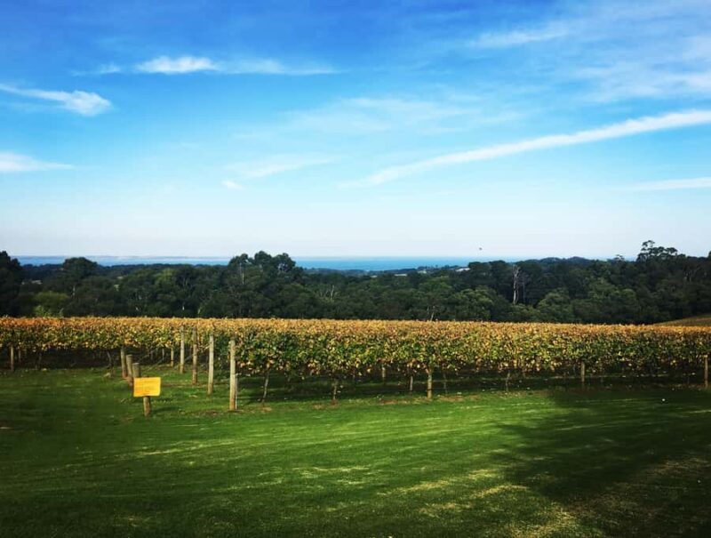 From Melbourne: Mornington Peninsula Private Winery Tour - Final Thoughts: Who Will Love This Tour?  
