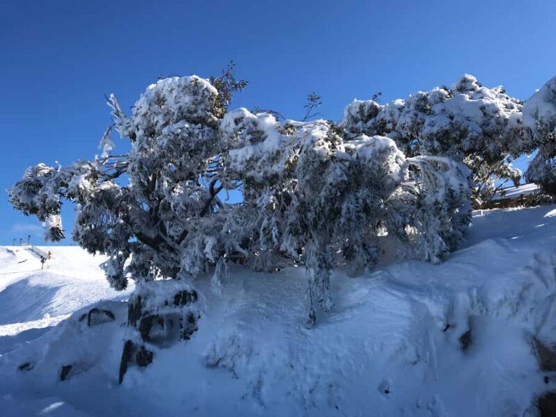 From Melbourne: Mt Buller Snow Day Small Group Boutique Tour - Key Points