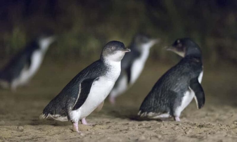 From Melbourne: Penguin Parade Afternoon Tour - Exploring the Itinerary