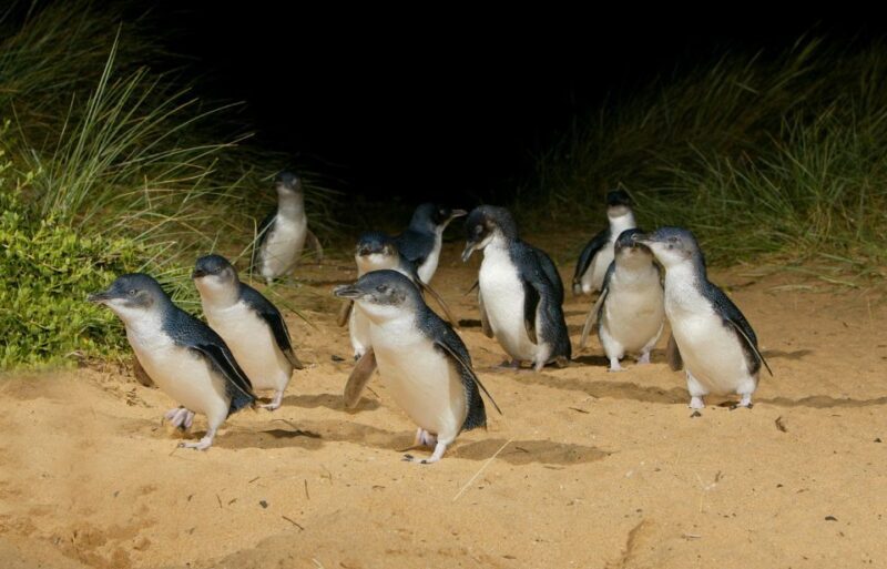 From Melbourne: Penguins and Wildlife Nature Day Tour - FAQs