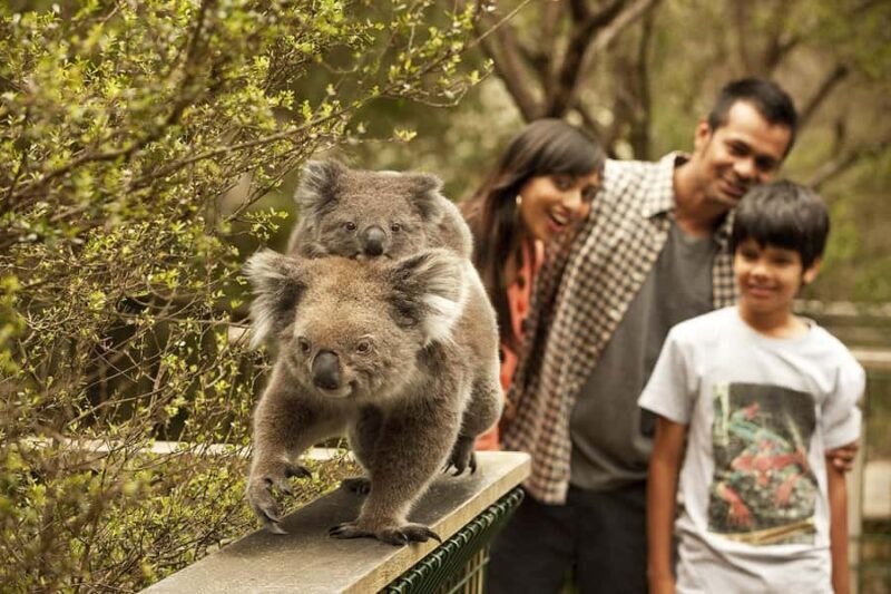 From Melbourne: Phillip Is Penguin Parade & Koala Reserve - Key Points