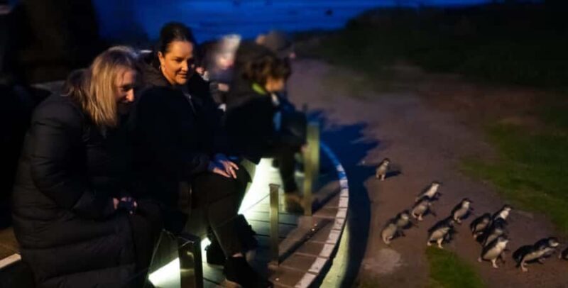 From Melbourne: Phillip Island Penguin & Nature Day Tour - Why This Tour Stands Out