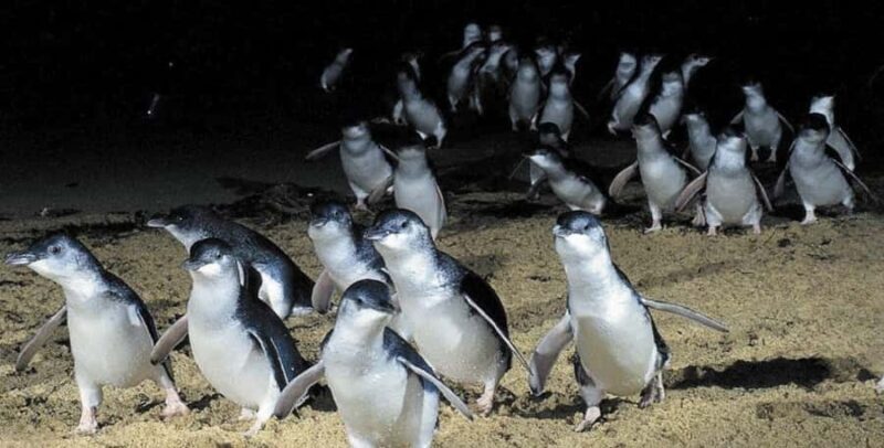 From Melbourne: Phillip Island Penguin & Nature Day Tour - Who Should Consider This Tour?