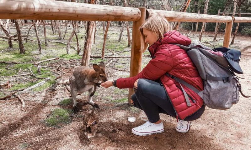 From Melbourne: Phillip Island Penguin Parade Eco Tour - Exploring the Phillip Island Penguin Parade Eco Tour from Melbourne