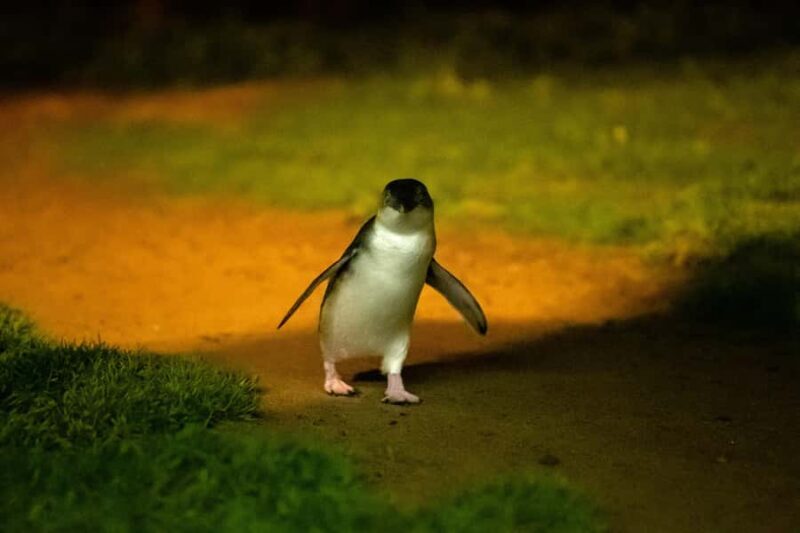 From Melbourne: Phillip Island Penguin Parade & Koalas Tour - The Sum Up: Who is This Tour Perfect For?