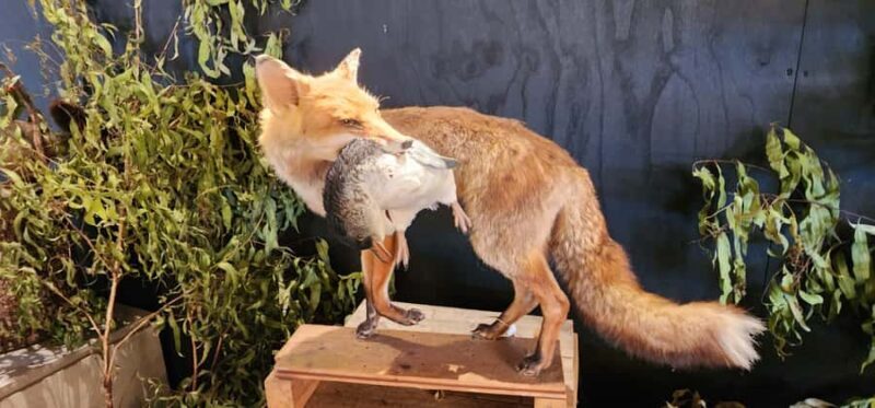 From Melbourne: Phillip Island Penguin Parade Private Tour - The Sum Up