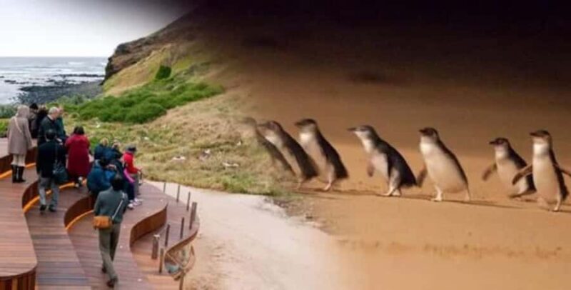 From Melbourne: Phillip Island Penguin Parade Private Tour - Introduction: Why This Tour Stands Out
