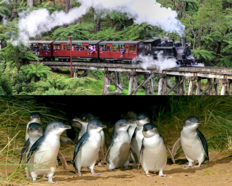 From Melbourne: Puffing Billy and Penguin Parade Combo Tour - A Comprehensive Look at the Tour