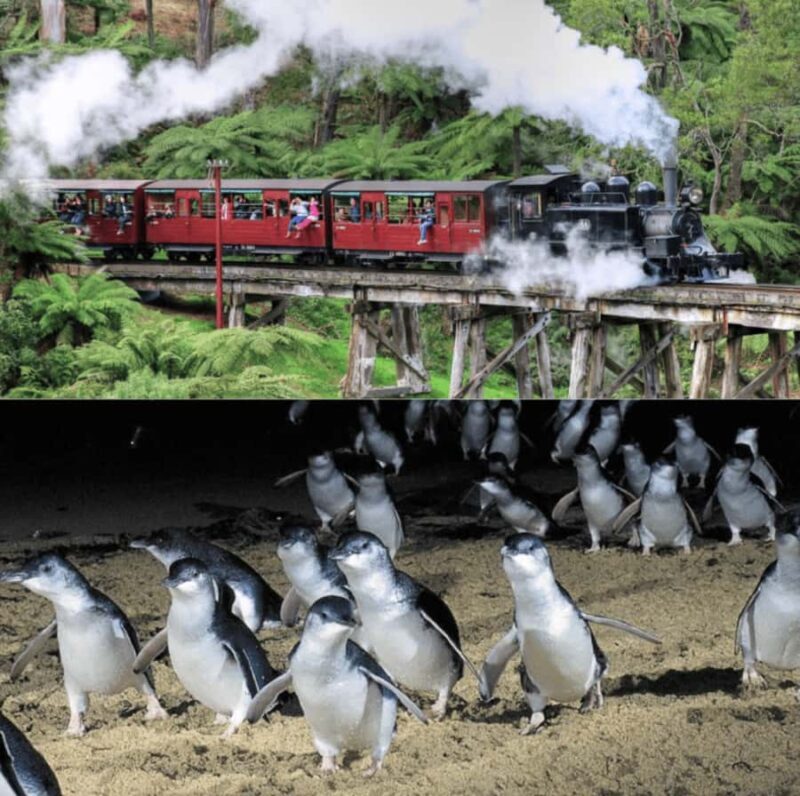 From Melbourne: Puffing Billy and Penguin Parade Combo Tour - FAQ