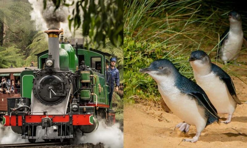 From Melbourne: Puffing Billy & Penguins Combo Tour Package - The Experience of Guided Tours and Support