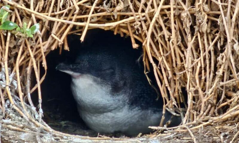 From Melbourne: Puffing Billy & Penguins Combo Tour Package - Transportation, Comfort, and Practicalities