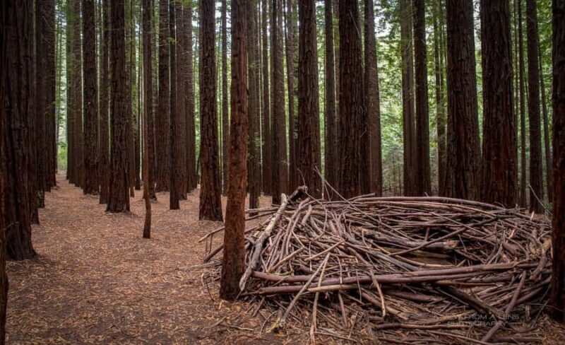 From Melbourne: Redwoods Forest & Yarra Valley Wine Tour - Yarra Valley Chocolaterie: Sweet Endings