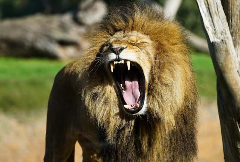 From Melbourne: Werribee Open Range Zoo & Werribee Mansion - Cost & Value