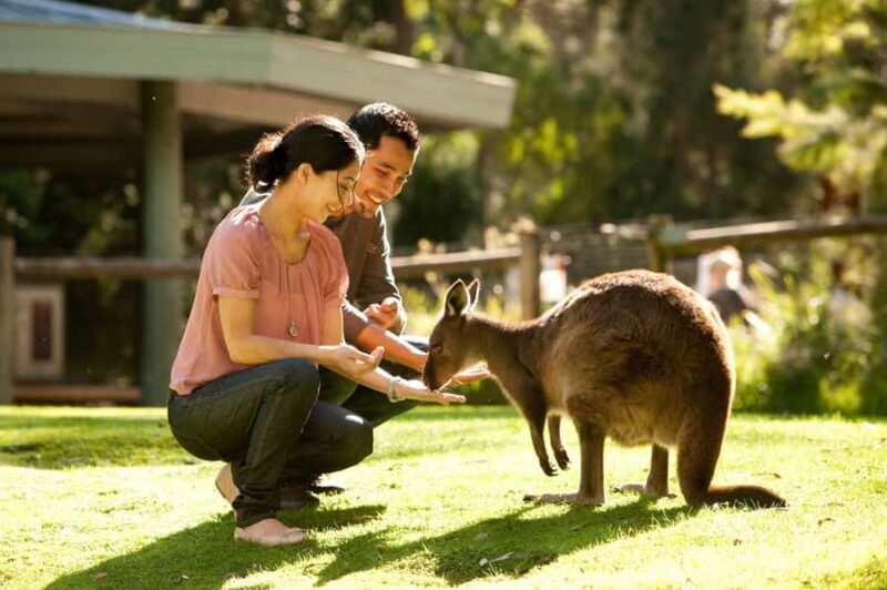 From Melbourne: Yarra Valley Wildlife & Wine Day Tour - A Detailed Look at the Yarra Valley Wildlife & Wine Tour