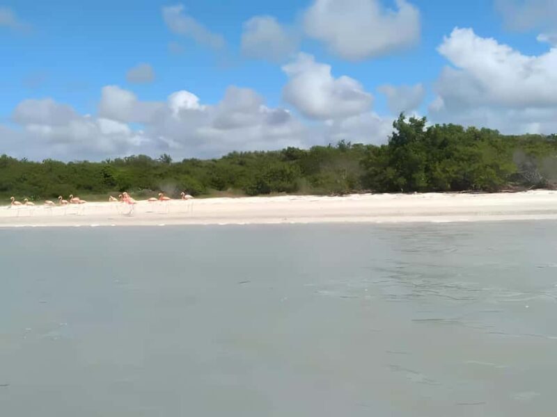 From Merida: Celestun, flamingos and beach - Key Points