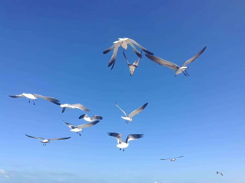 From Mérida: Enjoy nature, cenotes and beach in one day - FAQ