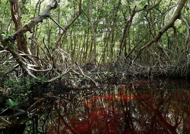 From Mérida: Ria Celestun Biosphere Reserve Tour - The Sum Up