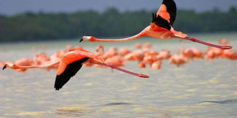 From Merida: Transfer to Celestun and Sisal - Key Points