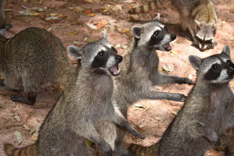 From Merida: Transfer to Celestun and Sisal - In-Depth Tour Breakdown