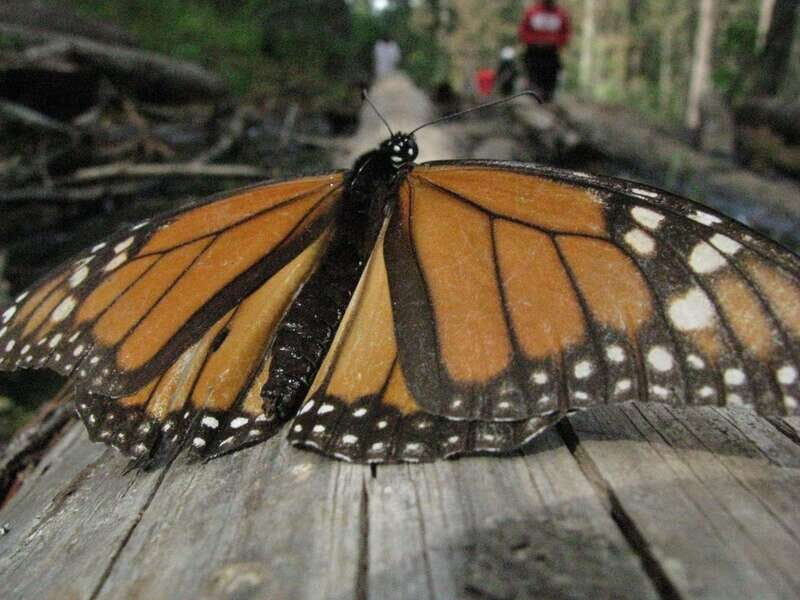From Mexico City: 7-Day Monarch Butterfly Tour - Practical Details & Considerations