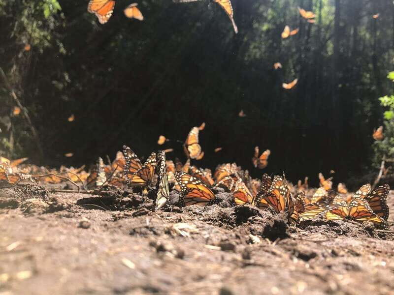From Mexico City: 7-Day Monarch Butterfly Tour - Summary & Who This Trip Is Perfect For