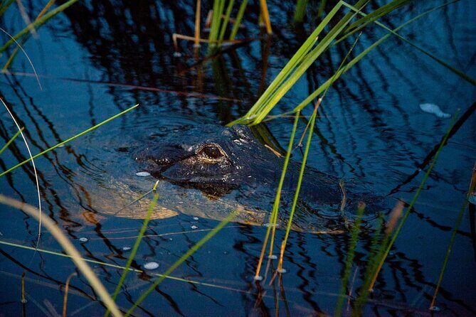 From Miami: Everglades at Night with Airboat and Alligators Tour - Final Thoughts: Who Should Book This Tour?