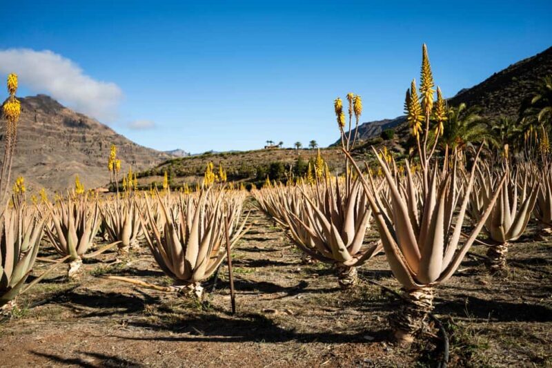 From Mogán/Maspalomas/Arguineguín: Arucas, Firgas, and Teror - Key Points