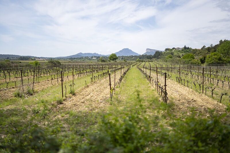 From Montpellier: Half-Day Vineyard & Pic Saint-Loup Tour - Overview of the Tour Experience