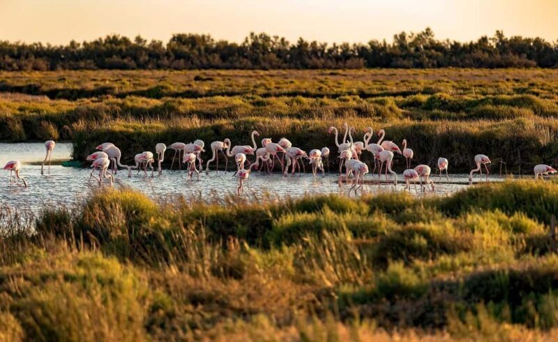 From Montpellier: Visit of Camargue and Aigues-Mortes - Who is this tour perfect for?  