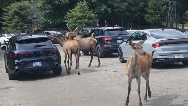 From Montreal: Omega Park Wildlife Safari Calling Sounds - Exploring Omega Park’s Landscapes