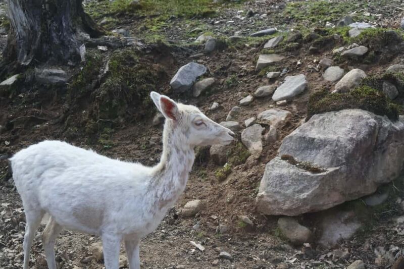 From Montreal: Omega Park Wildlife Safari Calling Sounds - Who Will Love This Tour?