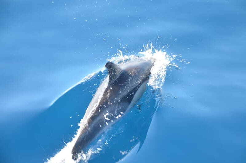 From Morro Jable: Dolphin and Whale Watching and Snorkelling - From Morro Jable: Dolphin and Whale Watching and Snorkelling — A Complete Guide