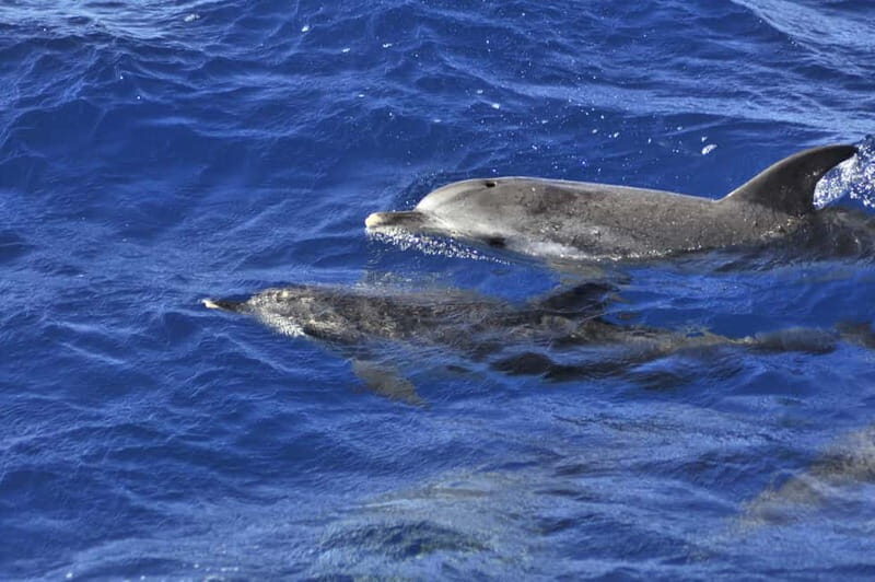 From Morro Jable: Dolphin and Whale Watching and Snorkelling - Final Thoughts: Is It Worth It?