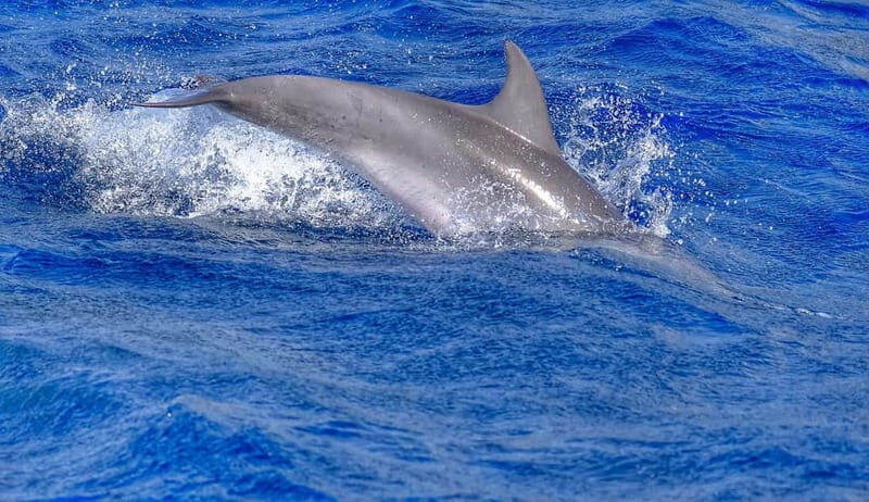 From Morro Jable: Dolphin and Whale Watching and Snorkelling - Who Is This Tour Best For?