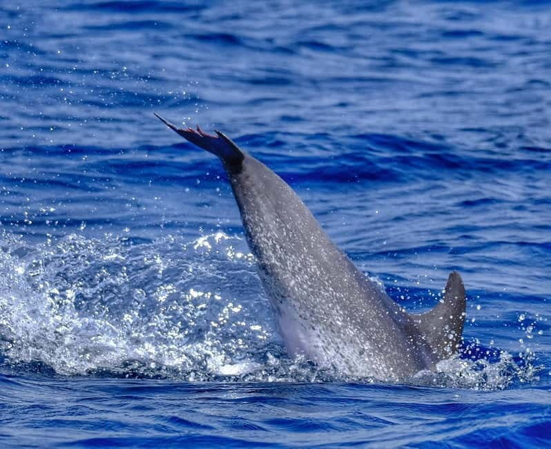 From Morro Jable: Dolphin and Whale Watching and Snorkelling - FAQ