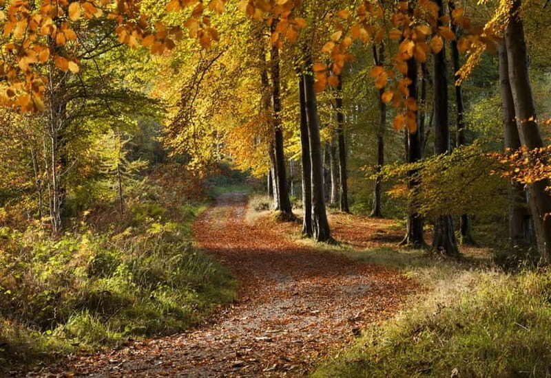 From Newcastle: Game of Thrones Tollymore Forest Trek - FAQ