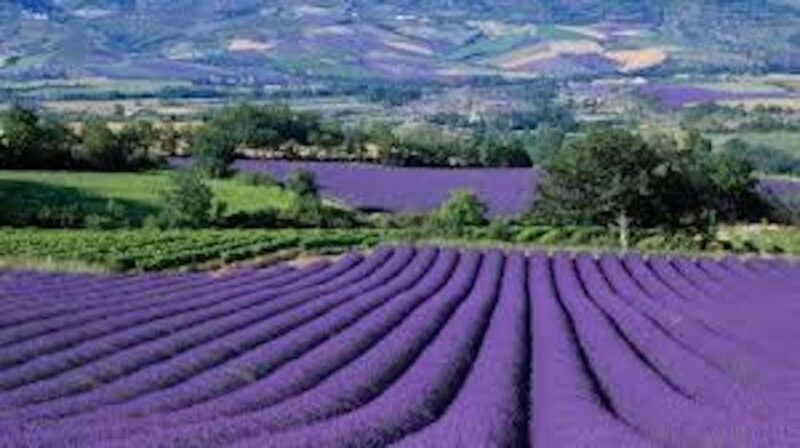 From Nice: Full-Day Provence and Lavender Tour - Exploring the Details of the Provence and Lavender Tour